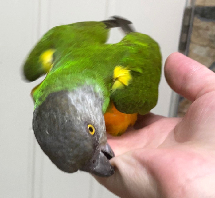 Trained Parrot - Blog Articles About Training Parrots Tricks Trained Parrot - Blog Articles About Training Parrots Tricks
