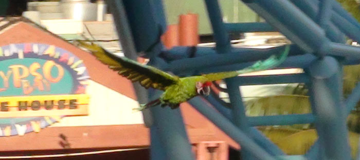Trained Parrot Blog - Parrot Training at Zoos Trained Parrot Blog - Parrot Training at Zoos
